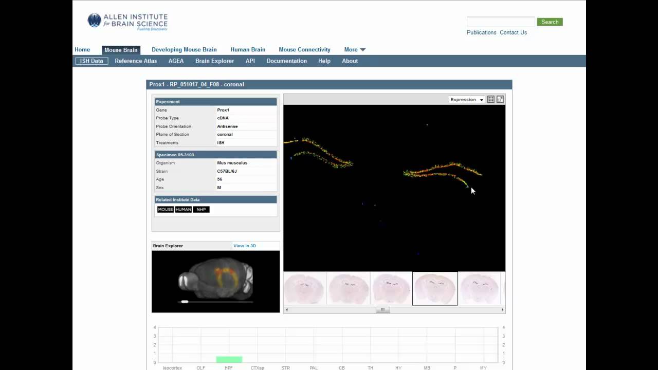 Tutorial: Allen Mouse Brain Atlas | Neutrify