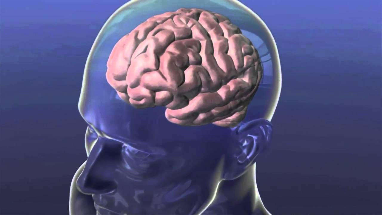 Understand the Brain with Medical Research | Neutrify